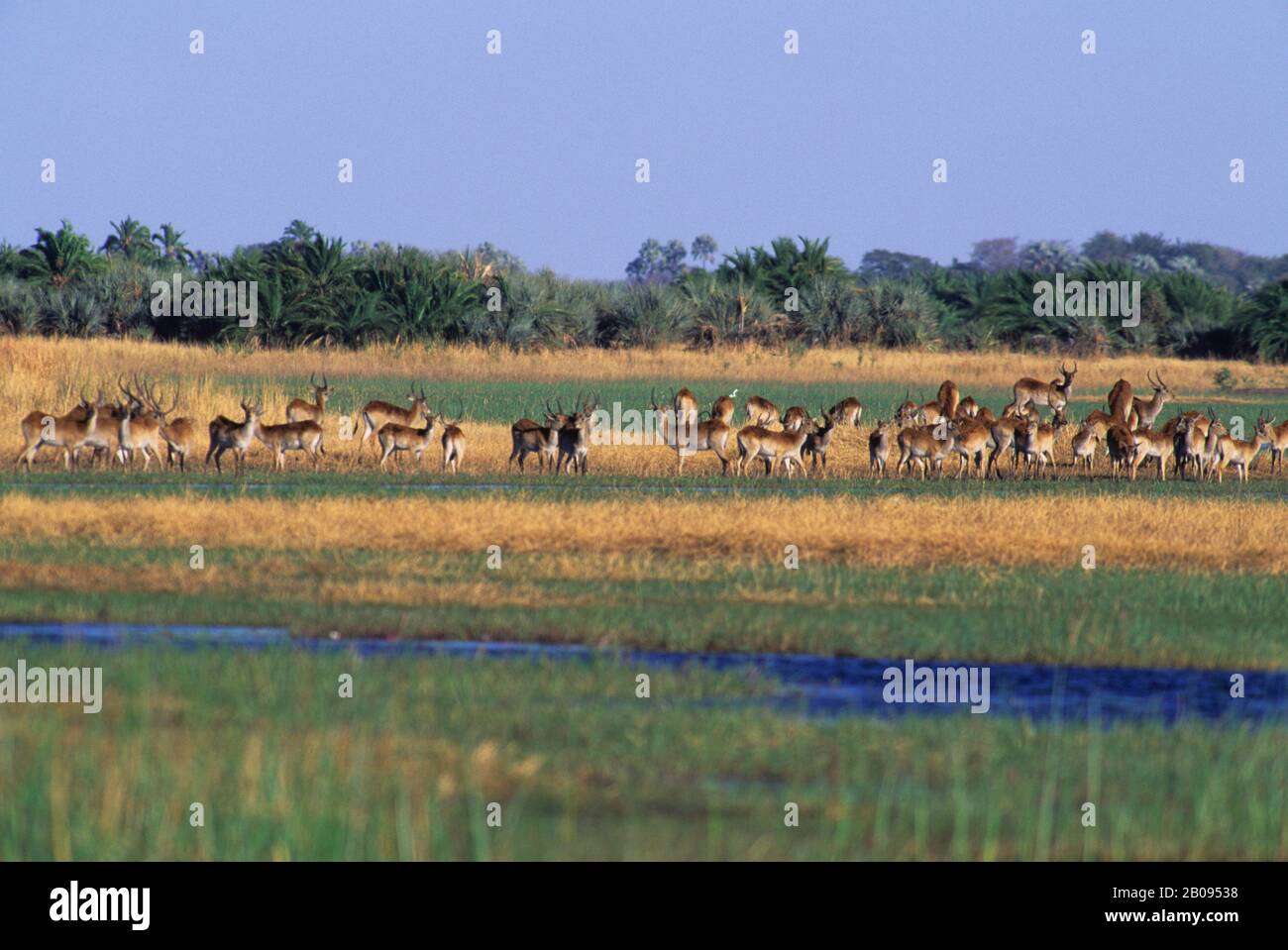 BOTSWANA, OKAVANGO DELTA, MOMBO ISLAND, SWAMP LANDSCAPE WITH RED LECHWE ...