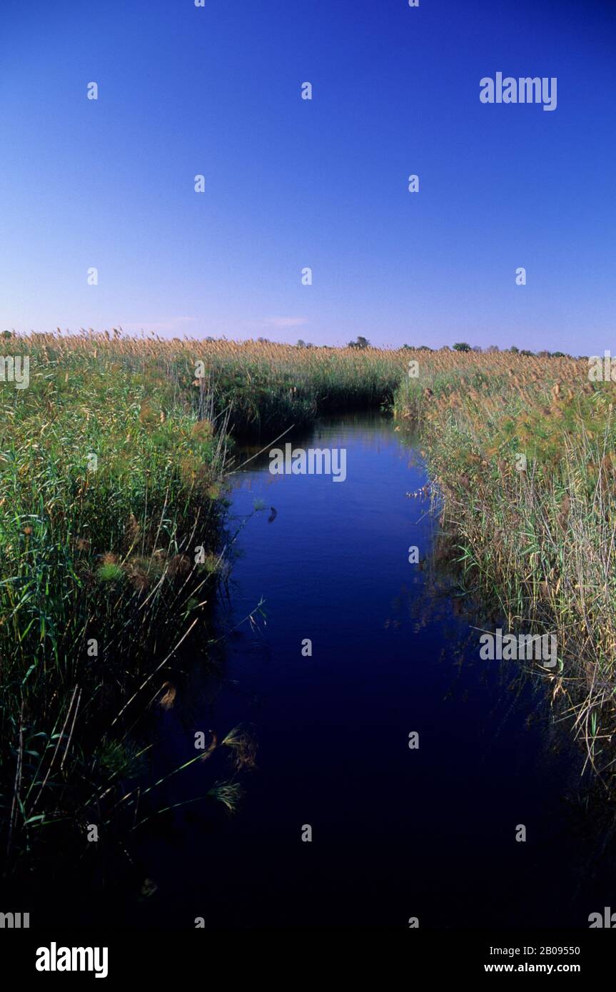 BOTSWANA, OKAVANGO DELTA, NEAR JEDIBE ISLAND, PAPYRUS AND REEDS Stock ...