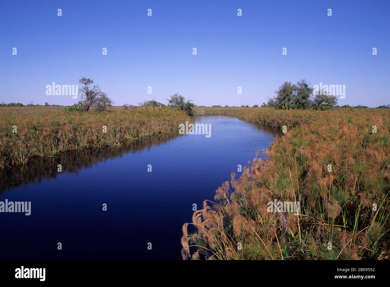 BOTSWANA, OKAVANGO DELTA, NEAR JEDIBE ISLAND, PAPYRUS AND REEDS Stock ...