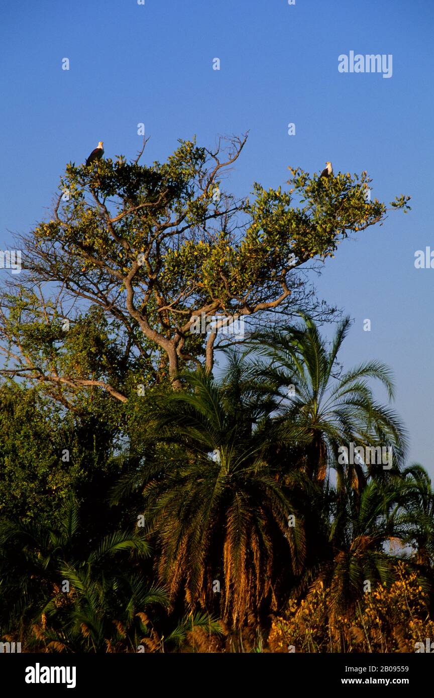 BOTSWANA, OKAVANGO DELTA, NEAR JEDIBE ISLAND, AFRICAN FISH EAGLES ...
