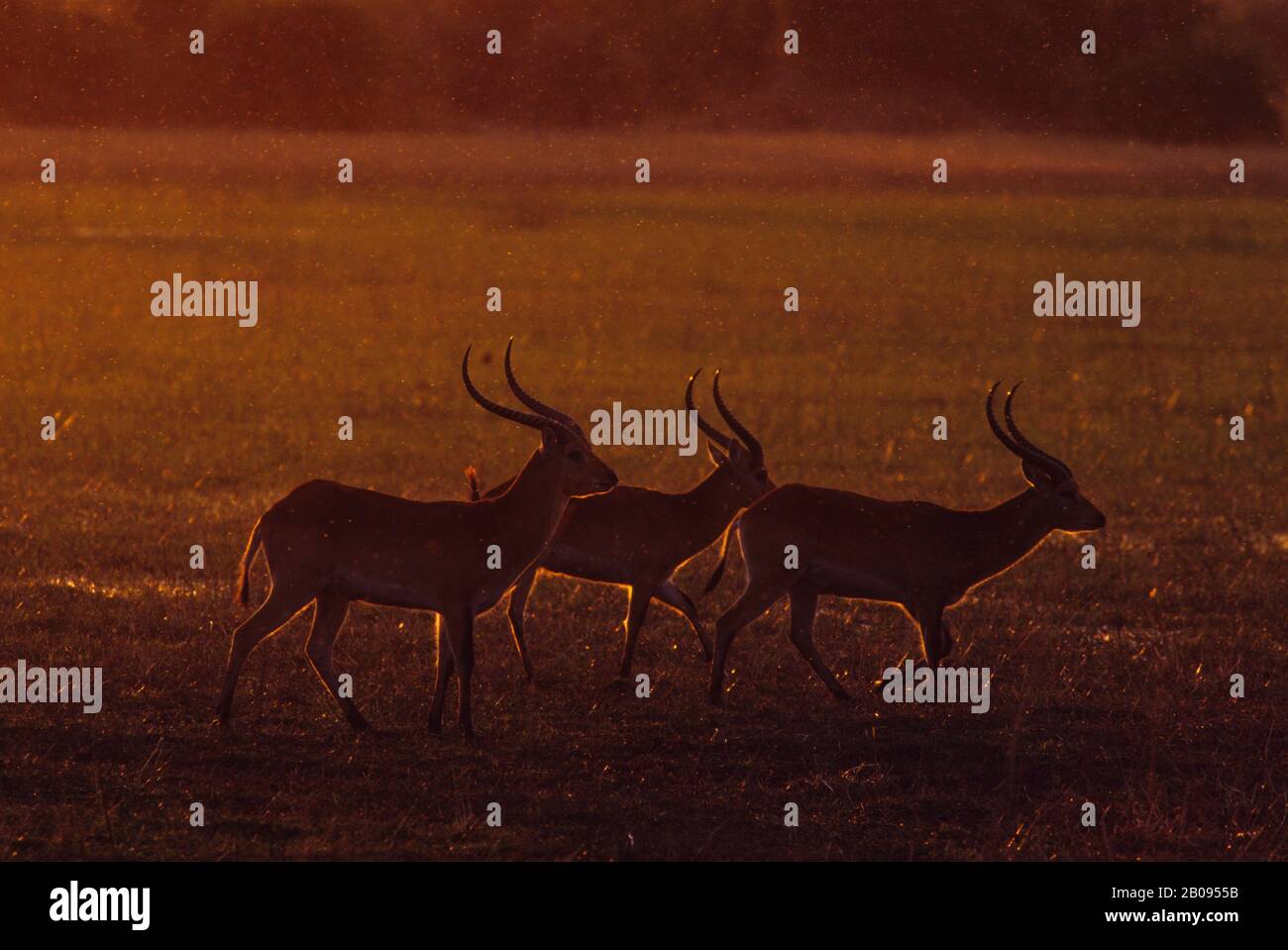 BOTSWANA, OKAVANGO DELTA, MOMBO ISLAND, RED LECHWE, BACKLIT, INSECTS ...
