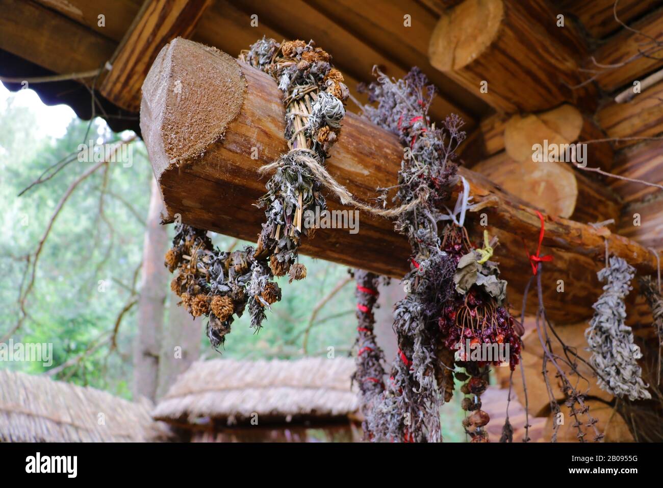 Plants used in traditional medicine hi-res stock photography and images ...