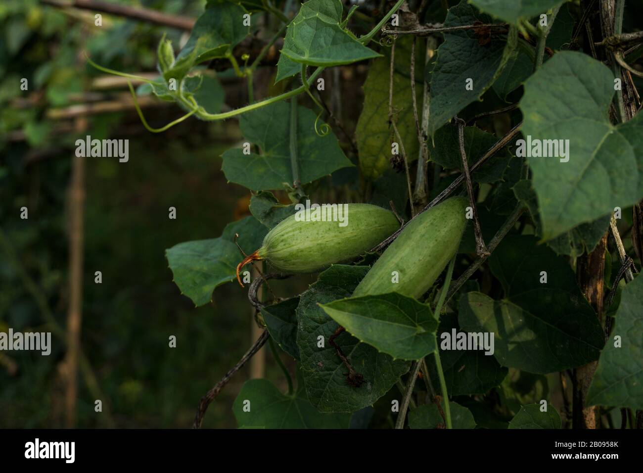 Trichosanthes dioica, also known as pointed gourd. It is a vegetable ...