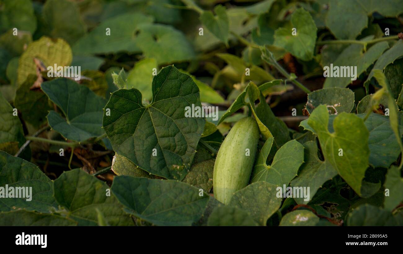 Trichosanthes dioica, also known as pointed gourd. It is a vegetable ...