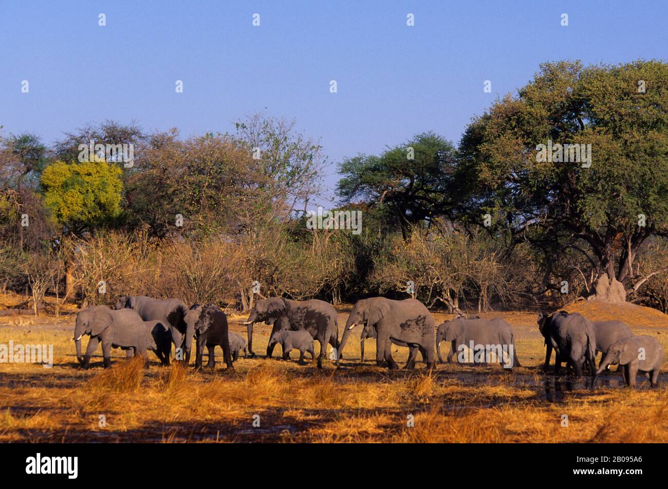 BOTSWANA, OKAVANGO DELTA, MOREMI WILDLIFE RESERVE, ELEPHANT HERD Stock ...