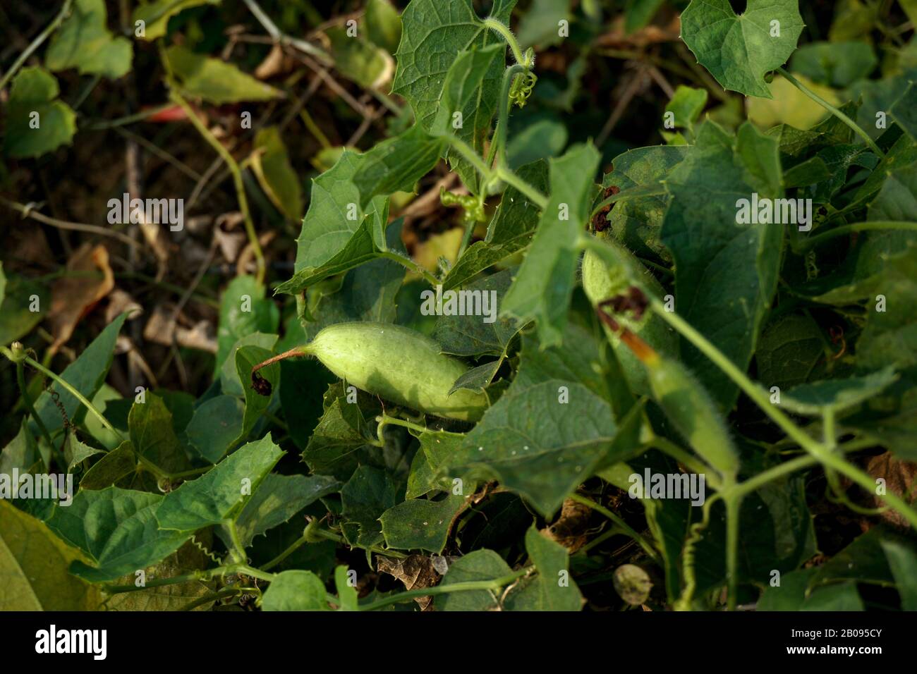 Trichosanthes dioica, also known as pointed gourd. It is a vegetable ...