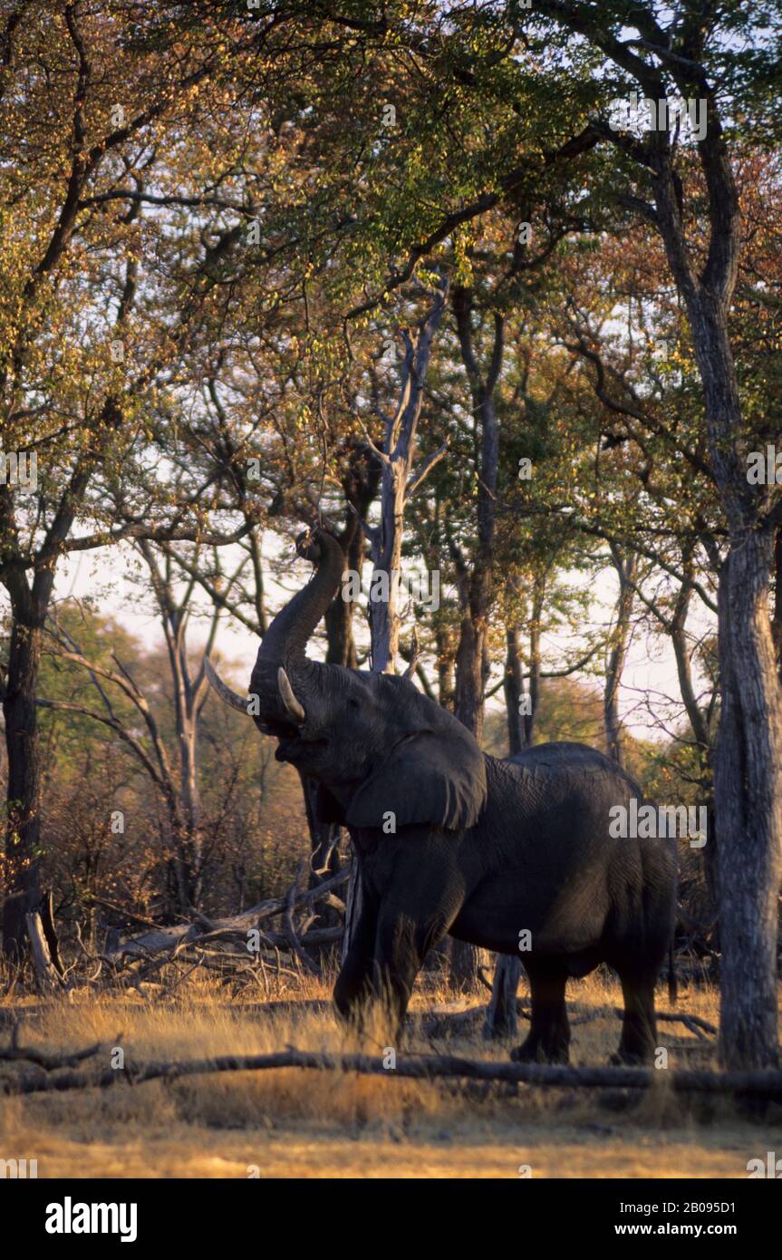 BOTSWANA, OKAVANGO DELTA, MOREMI WILDLIFE RESERVE, ELEPHANT FEEDING ON ...