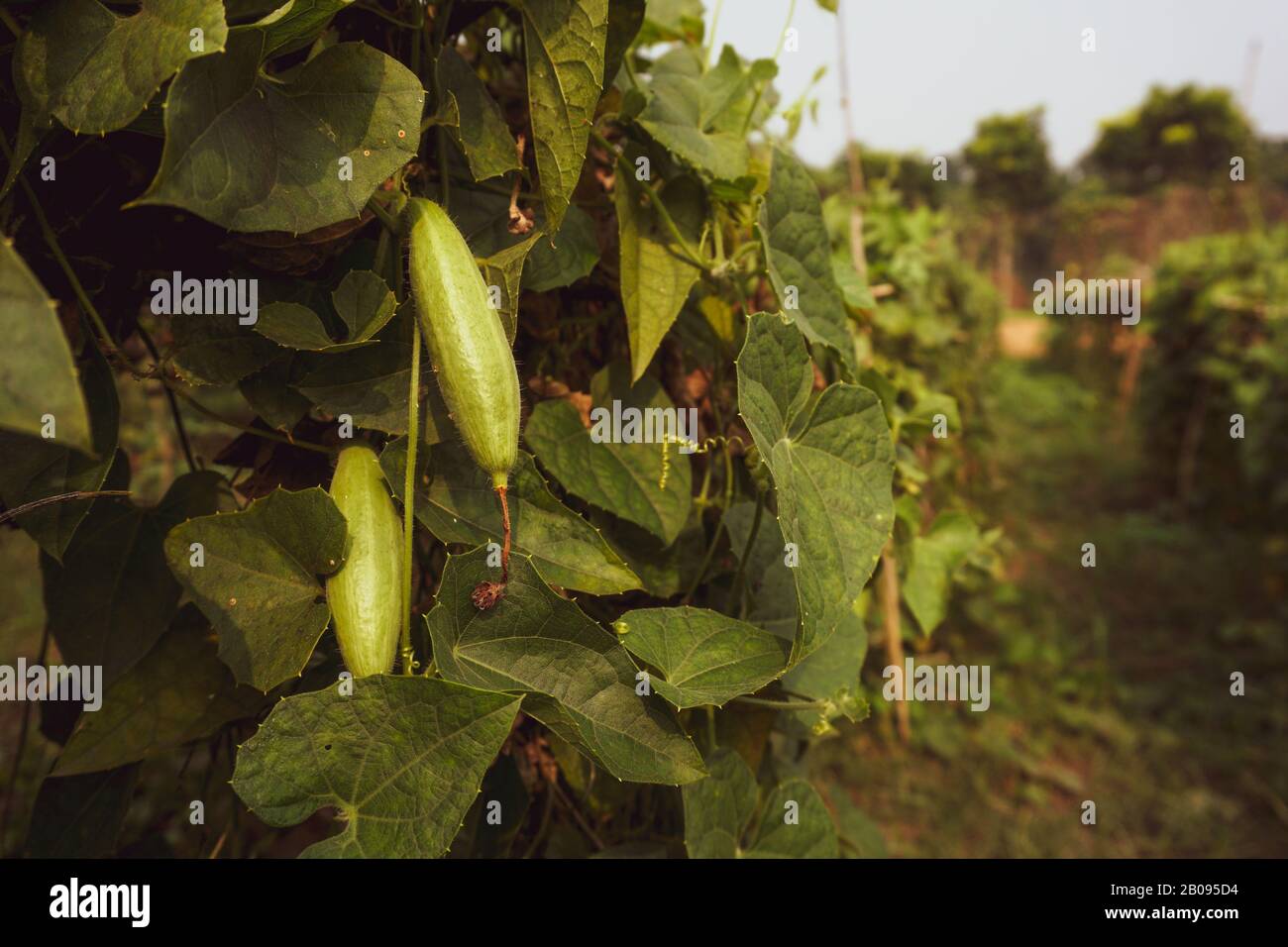 Trichosanthes dioica, also known as pointed gourd. It is a vegetable ...