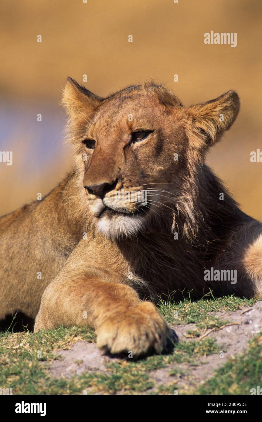 BOTSWANA, OKAVANGO DELTA, MOREMI WILDLIFE RESERVE, LION, PORTRAIT Stock ...