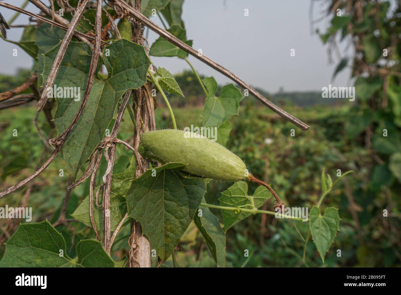 Trichosanthes dioica, also known as pointed gourd. It is a vegetable ...