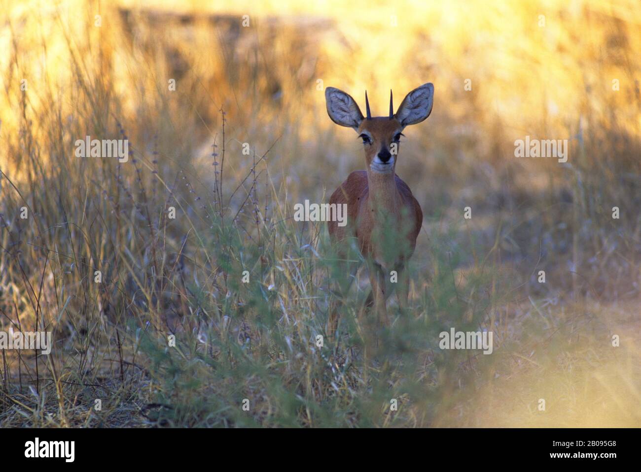 BOTSWANA, OKAVANGO DELTA, MOREMI WILDLIFE RESERVE, STEENBOK Stock Photo ...