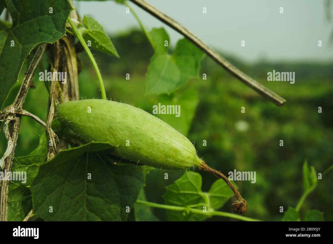 Trichosanthes dioica, also known as pointed gourd. It is a vegetable ...