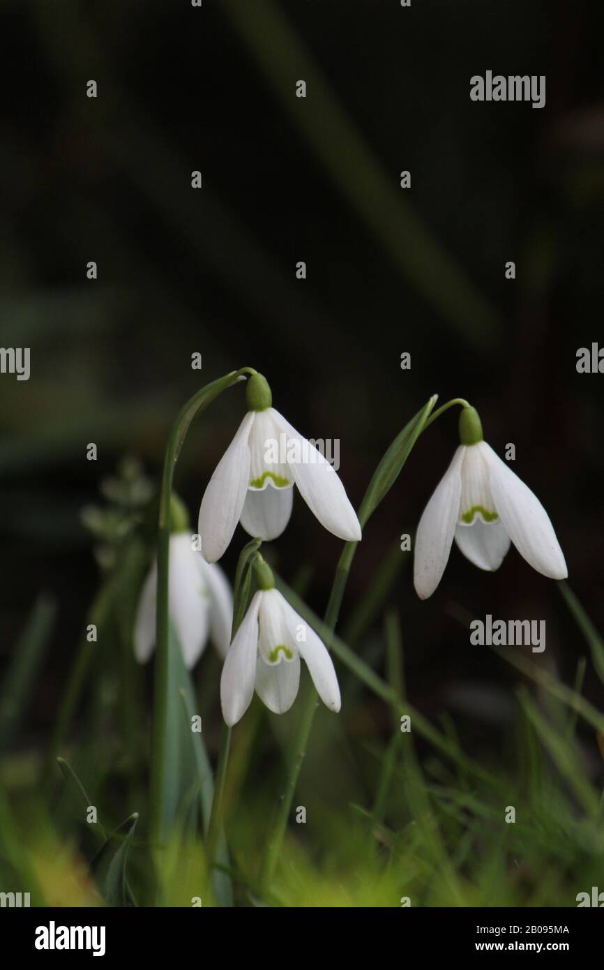 beautiful white snowdrops and a black background in winter Stock Photo ...