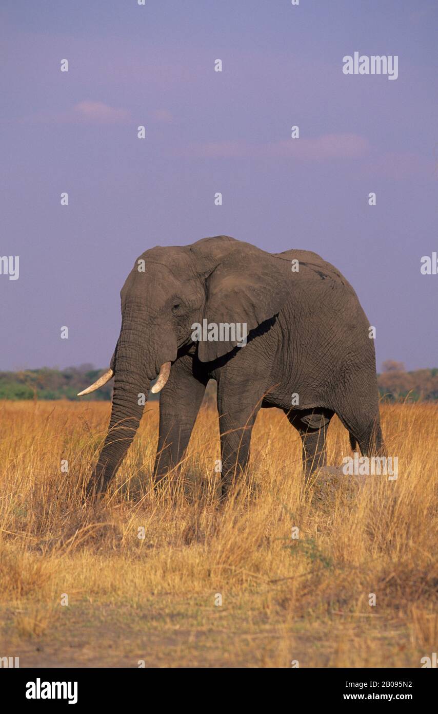 BOTSWANA, OKAVANGO DELTA, MOREMI WILDLIFE RESERVE, ELEPHANT GRAZING ...