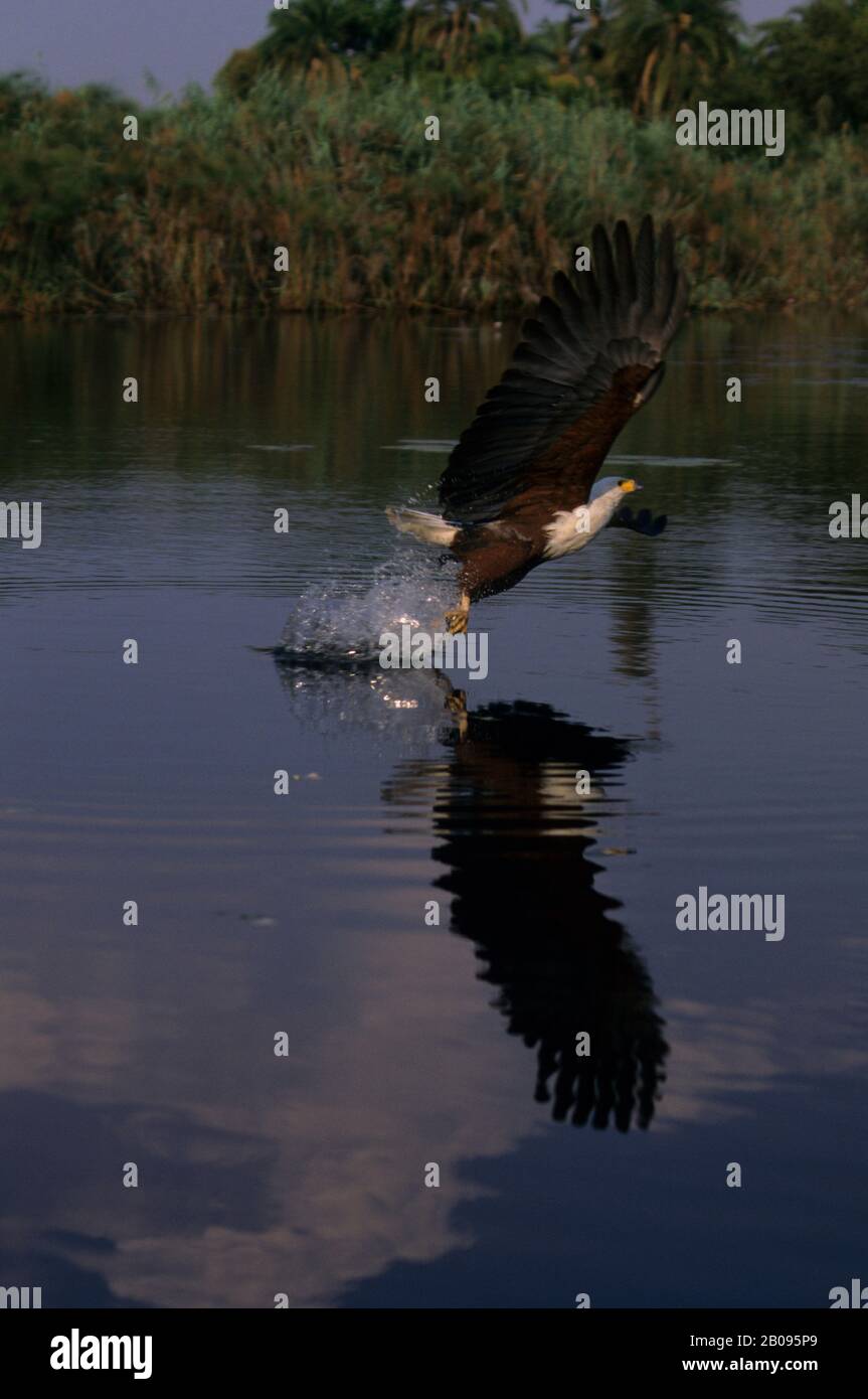 Okavango delta african fish eagle hi-res stock photography and images ...