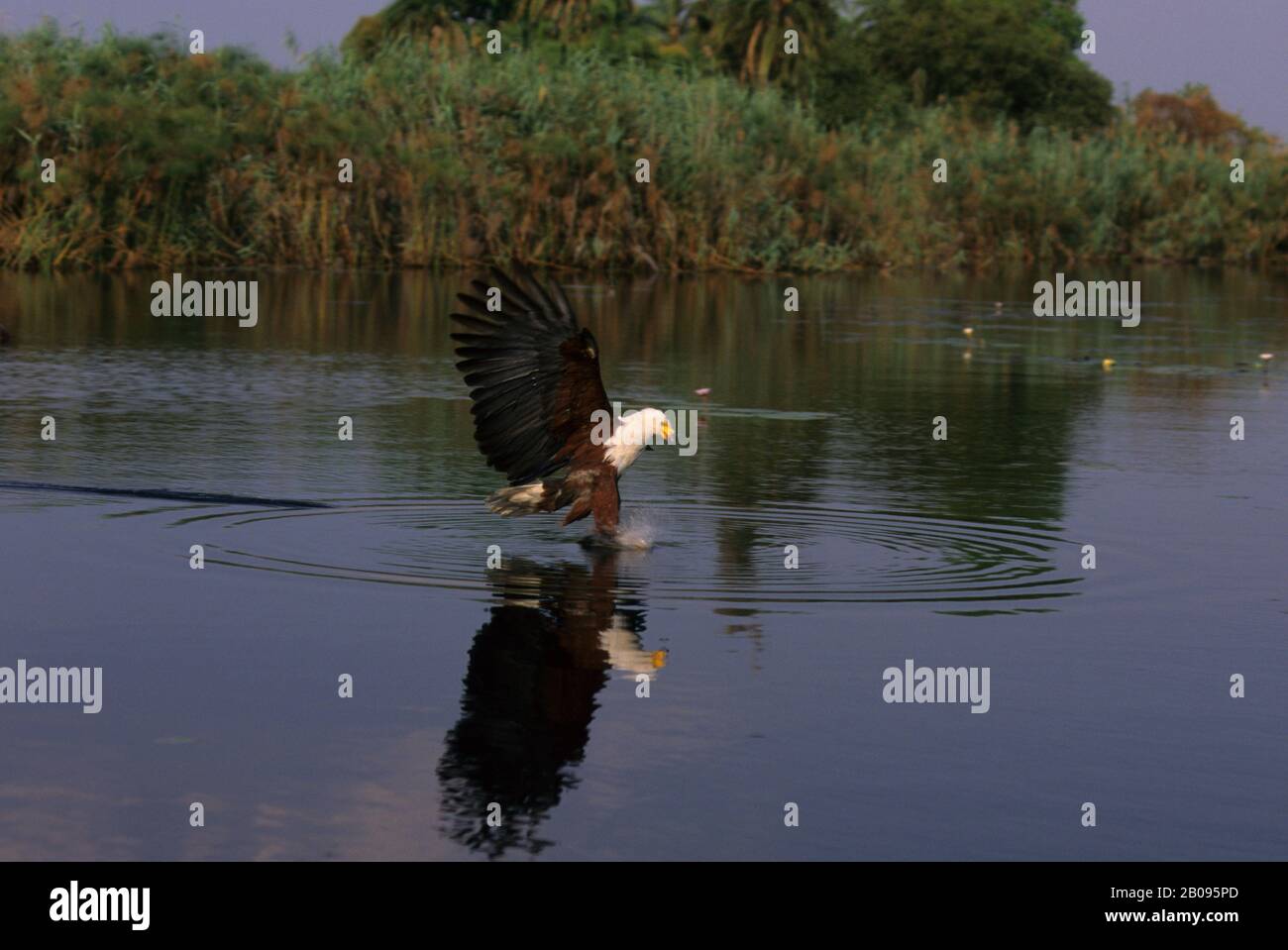 BOTSWANA, OKAVANGO DELTA, NEAR JEDIBE, AFRICAN FISH EAGLE, FISHING ...