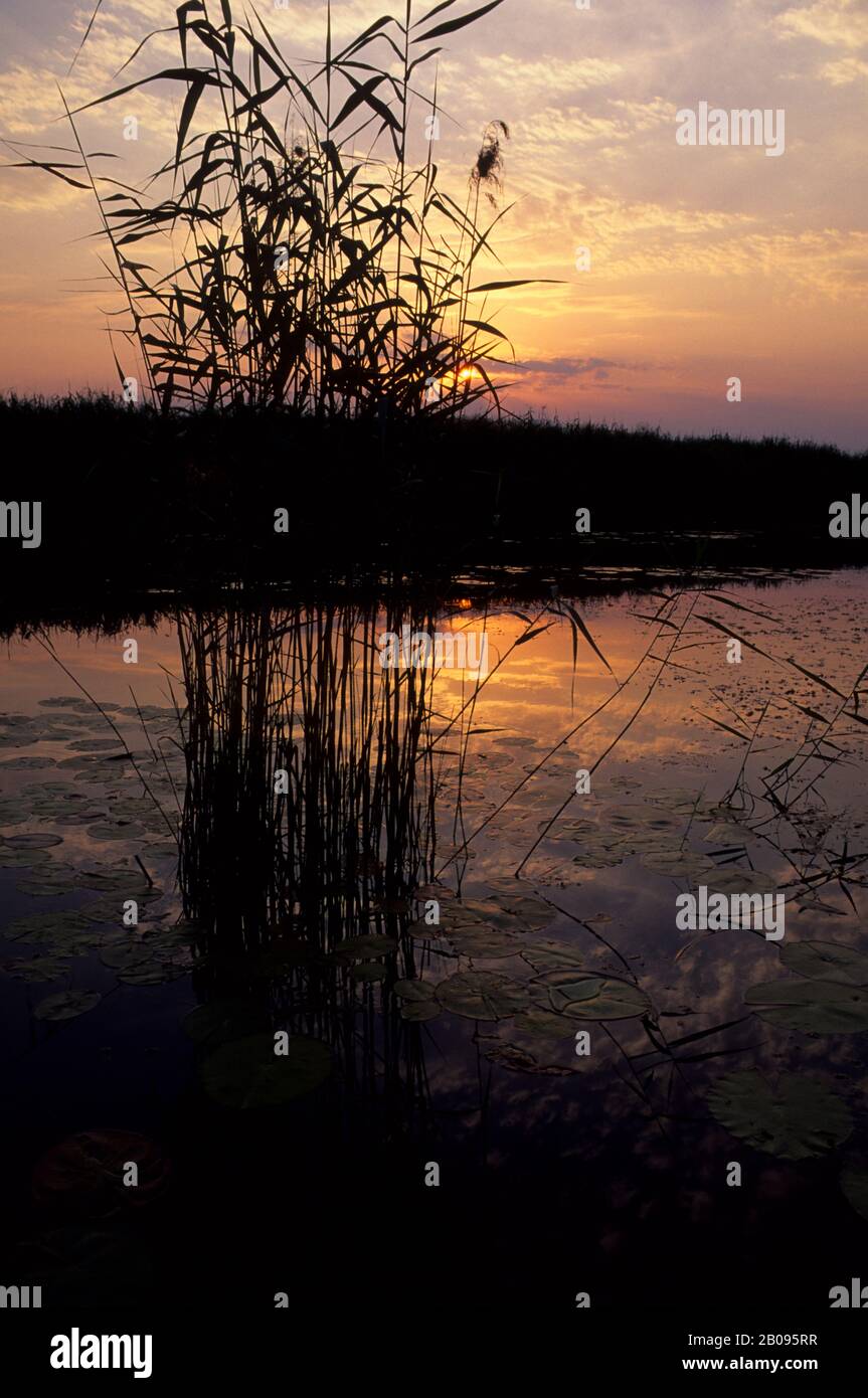 Okavango delta swamps hi-res stock photography and images - Alamy