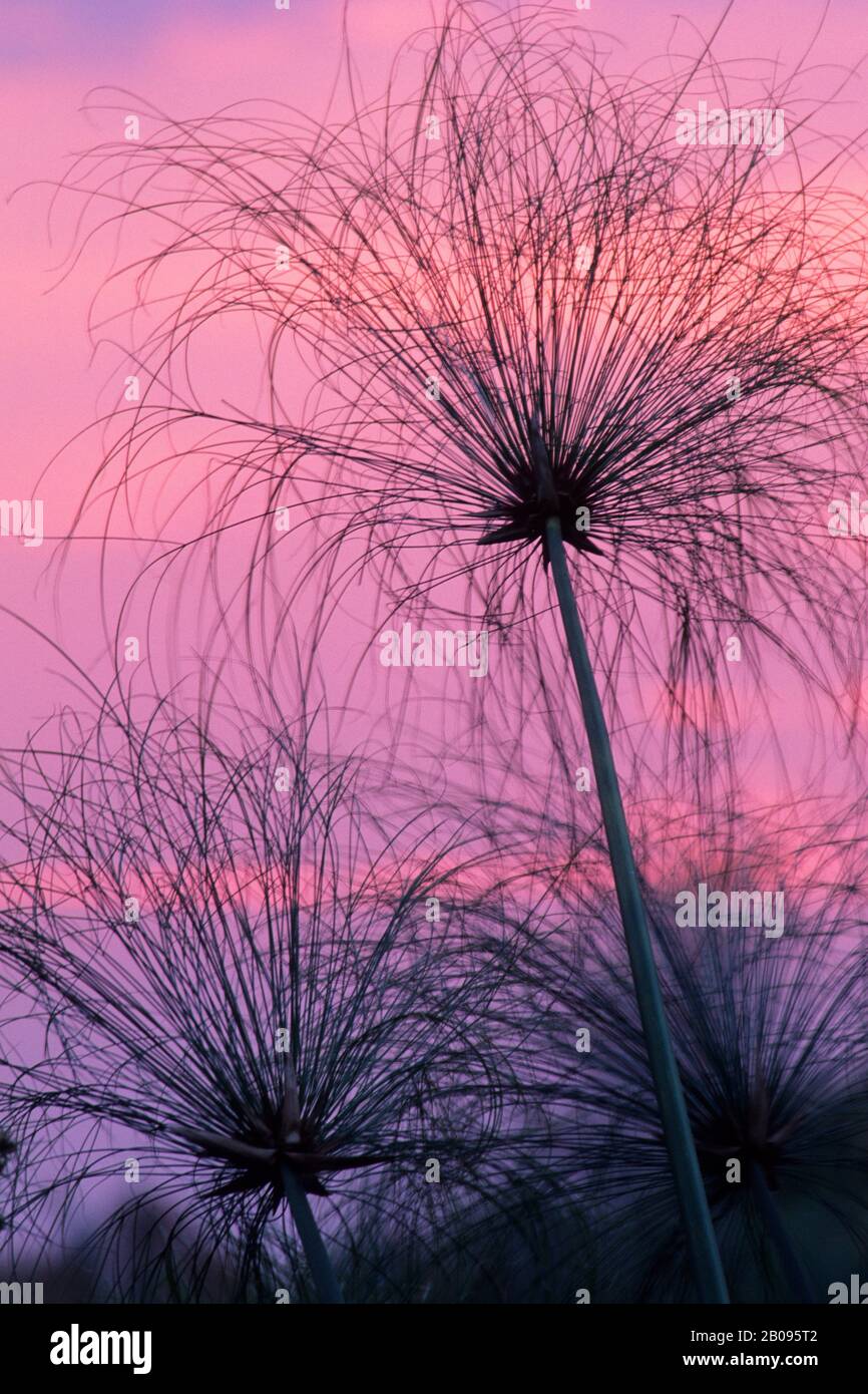 BOTSWANA, OKAVANGO DELTA, NEAR JEDIBE, PAPYRUS AT DAWN Stock Photo - Alamy