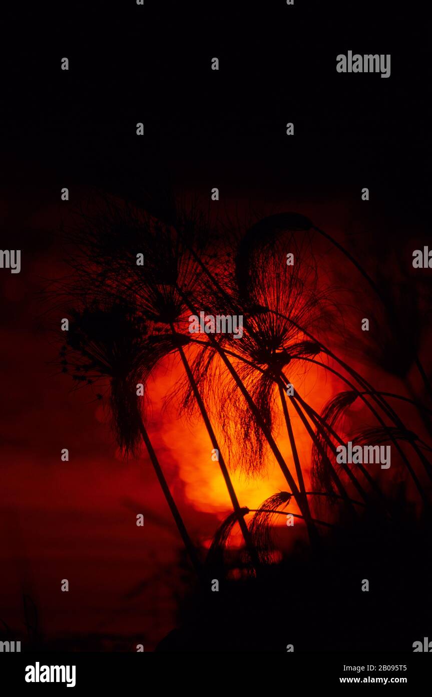 Papyrus Swamps High Resolution Stock Photography and Images - Alamy