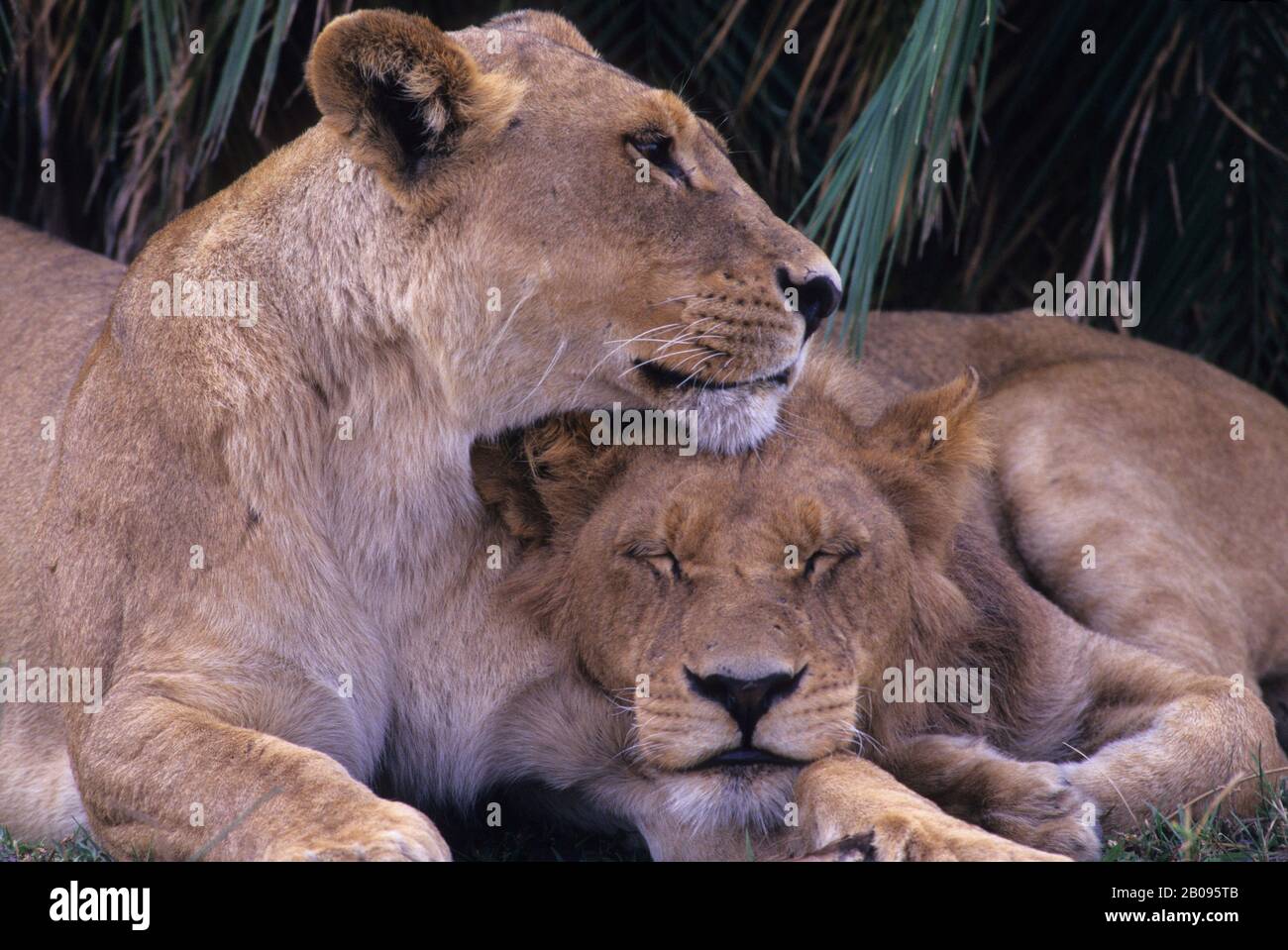 Okavango delta lions hi-res stock photography and images - Alamy
