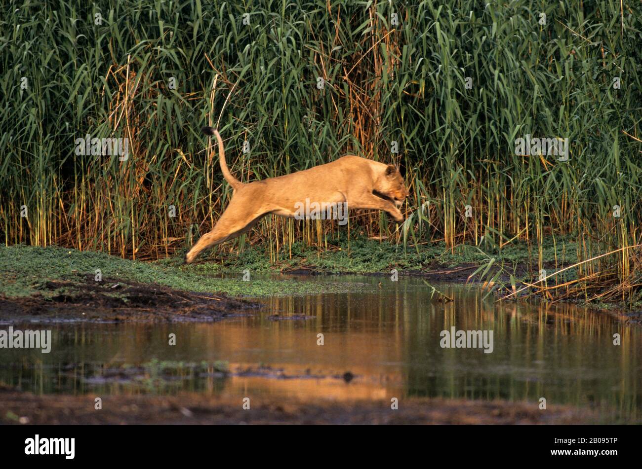 BOTSWANA, OKAVANGO DELTA, MOMBO ISLAND, LIONESS, IN FRONT OF REEDS ...