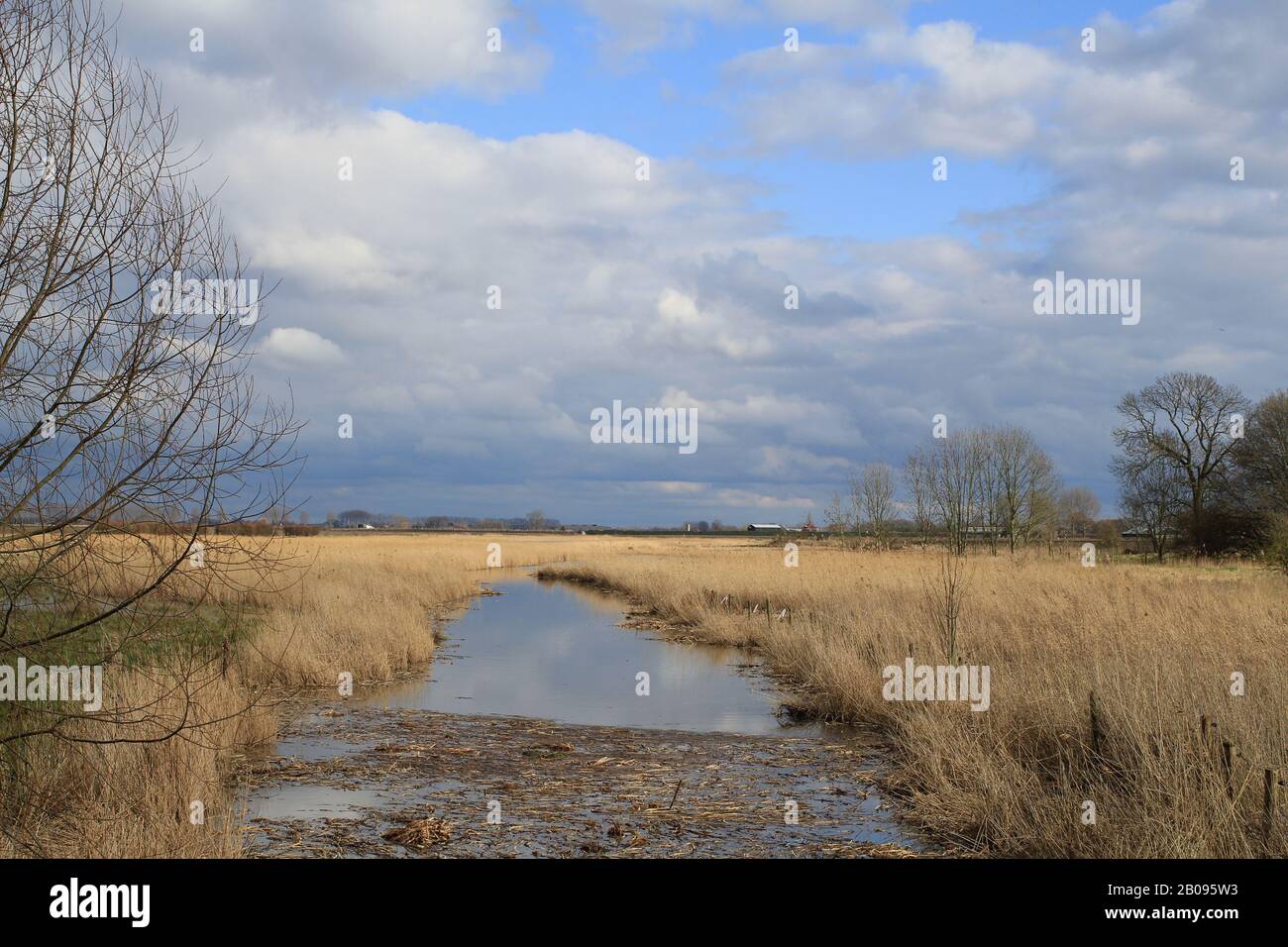 a ditch with reed beds and beautiful reflection of the blue sky with ...