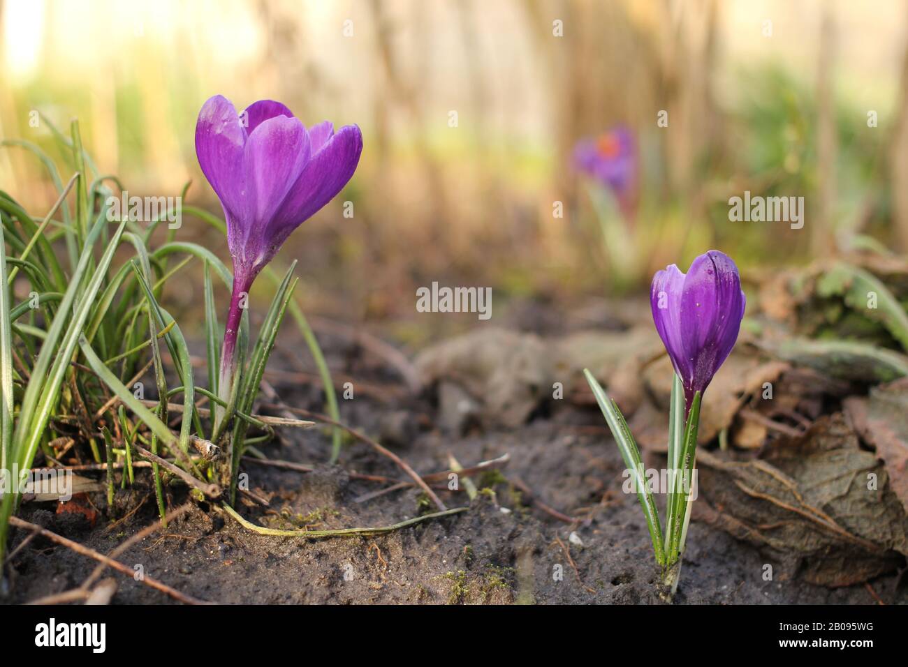 Crocus winter border hi-res stock photography and images - Alamy
