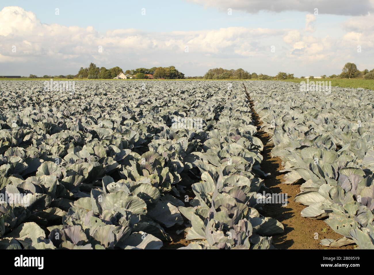 Rows of cabbage hi-res stock photography and images - Alamy