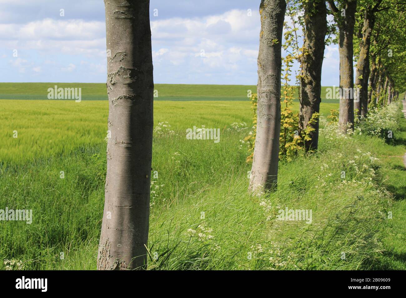 Healthy margin plants hi-res stock photography and images - Alamy