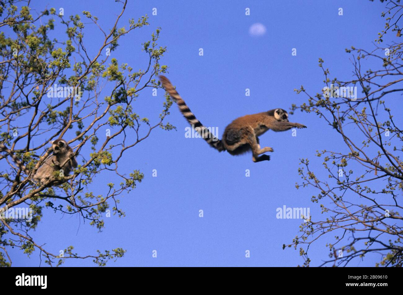 Lemur lemurs jumping madagascar hi-res stock photography and images - Alamy
