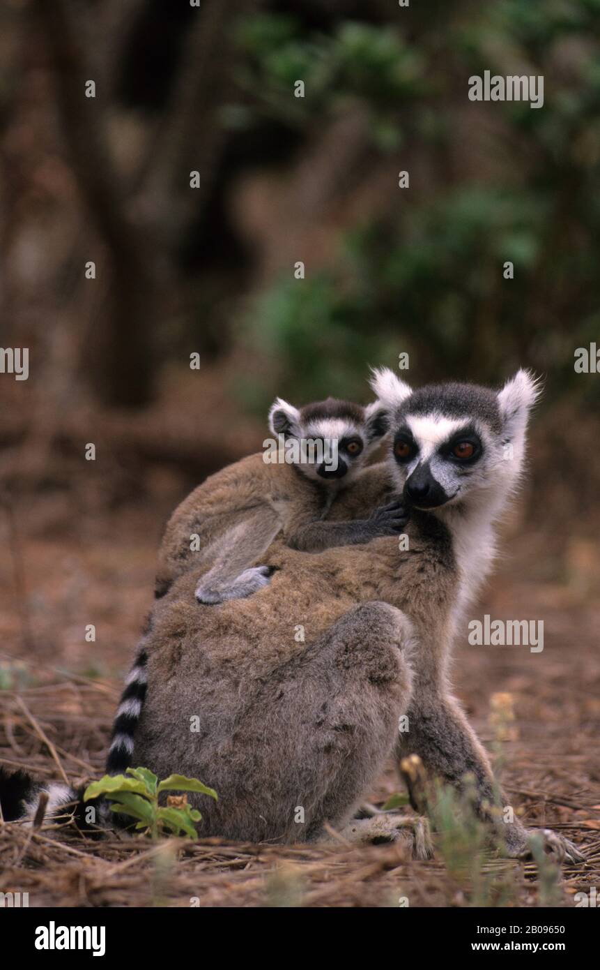 Madagascar ring tailed lemur babies hi-res stock photography and images ...