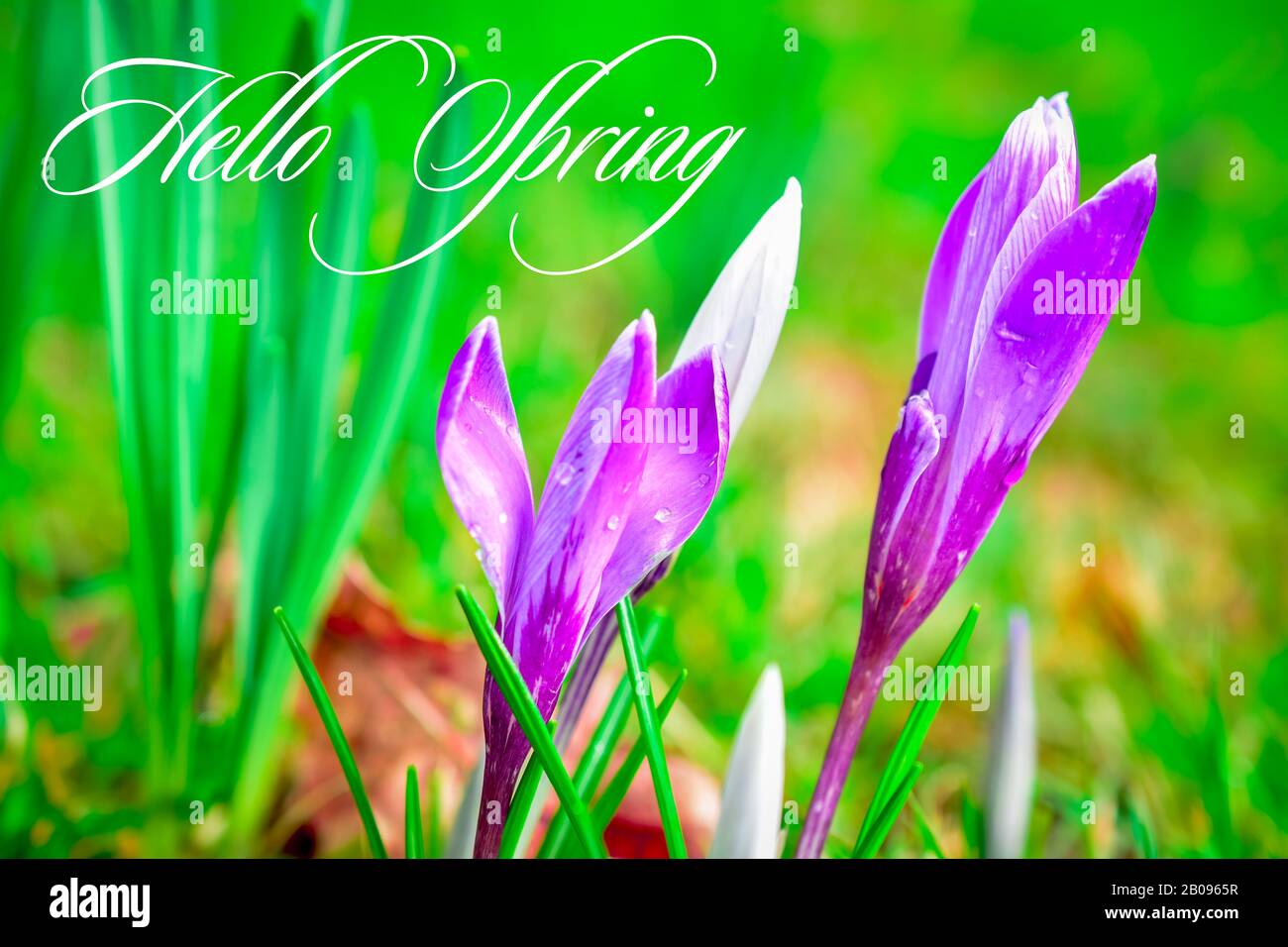 Crocus. Spring background with Blooming Crocus yellow Flowers with text ...