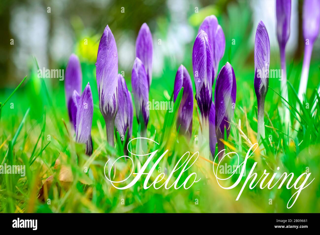 Crocus. Spring background with Blooming Crocus yellow Flowers with text ...