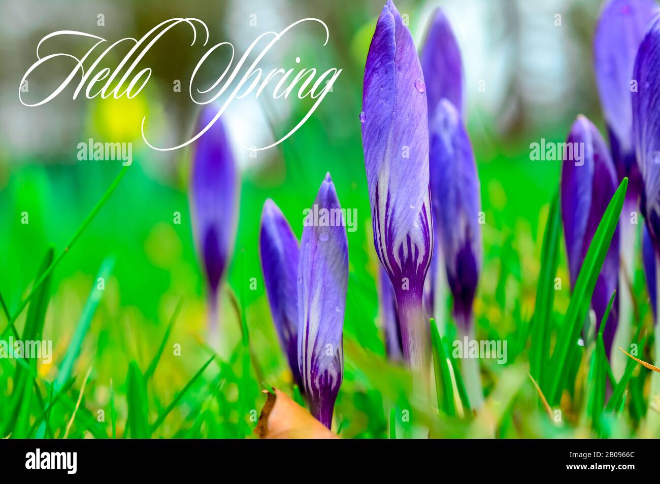 Crocus. Spring background with Blooming Crocus yellow Flowers with text ...