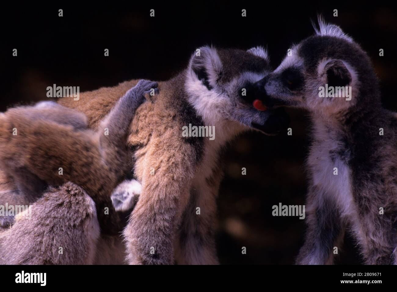 MADAGASCAR, BERENTY, RING-TAILED LEMURS, GROOMING Stock Photo - Alamy
