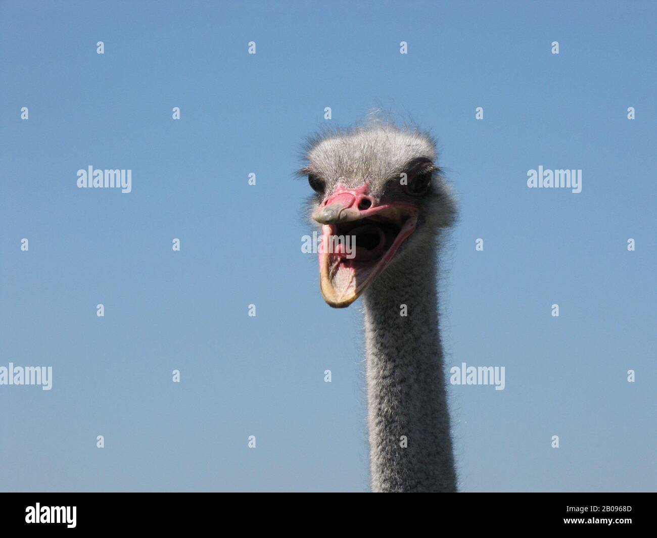 Ostrich Face Angry