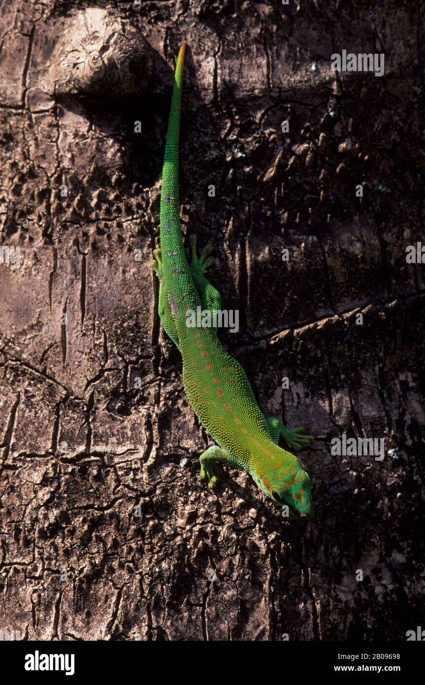 Mandraka hi-res stock photography and images - Alamy