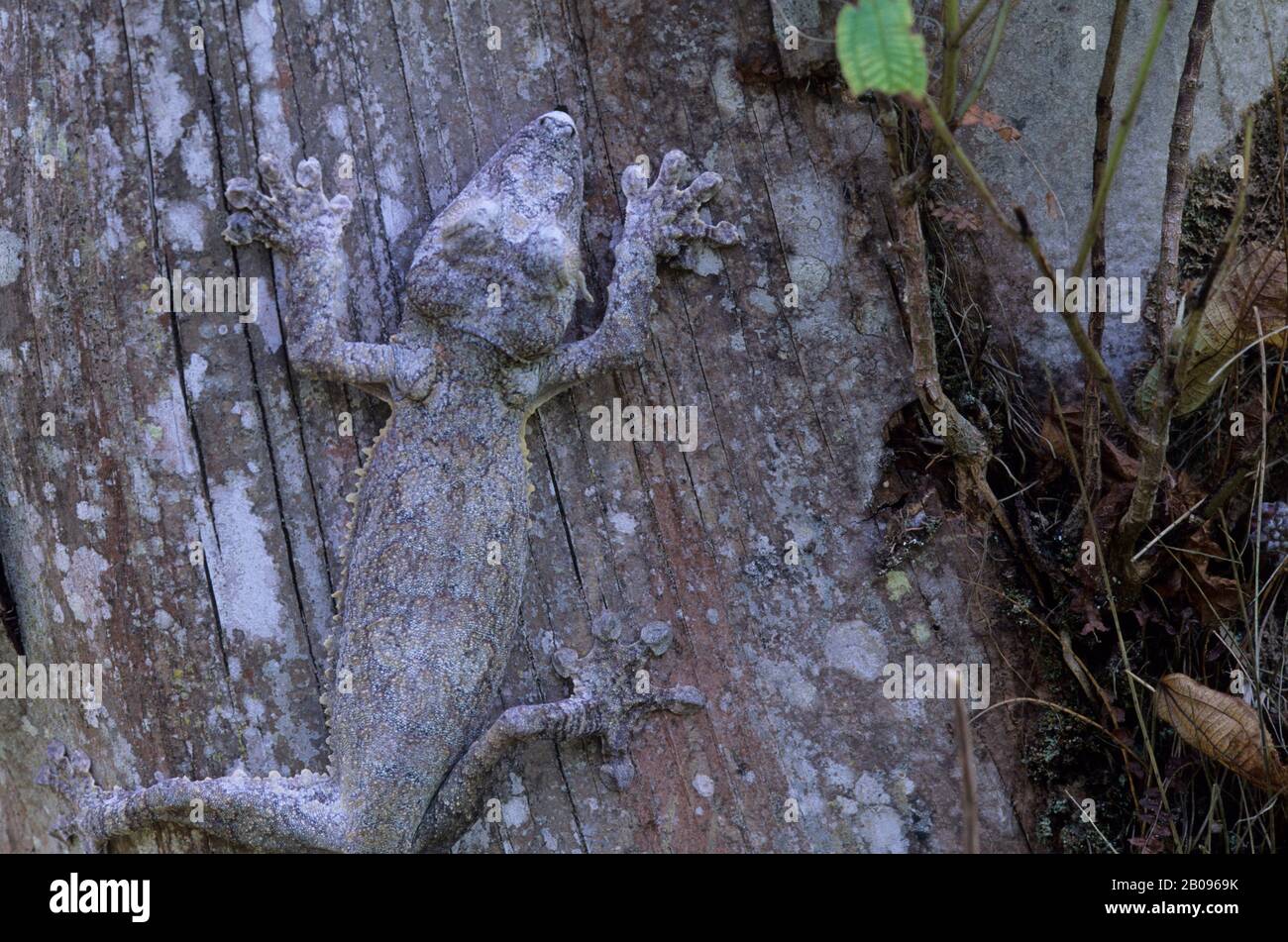 MADAGASCAR, NEAR MORAMANGA, MANDRAKA, LEAF-TAILED GECKO (Uroplatus ...