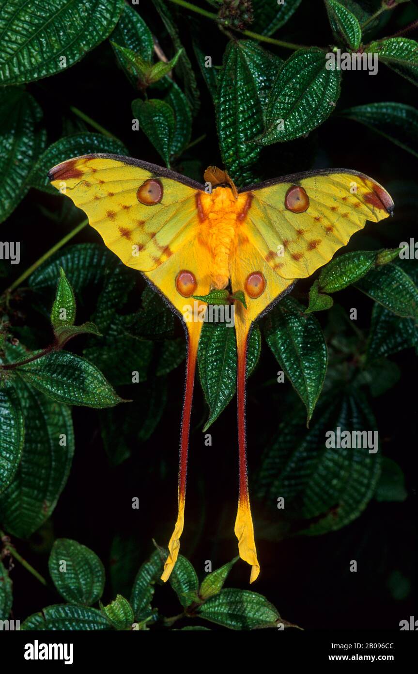 MADAGASCAR, NEAR MORAMANGA, MANDRAKA, MOTH (Argema mittrei Stock Photo ...