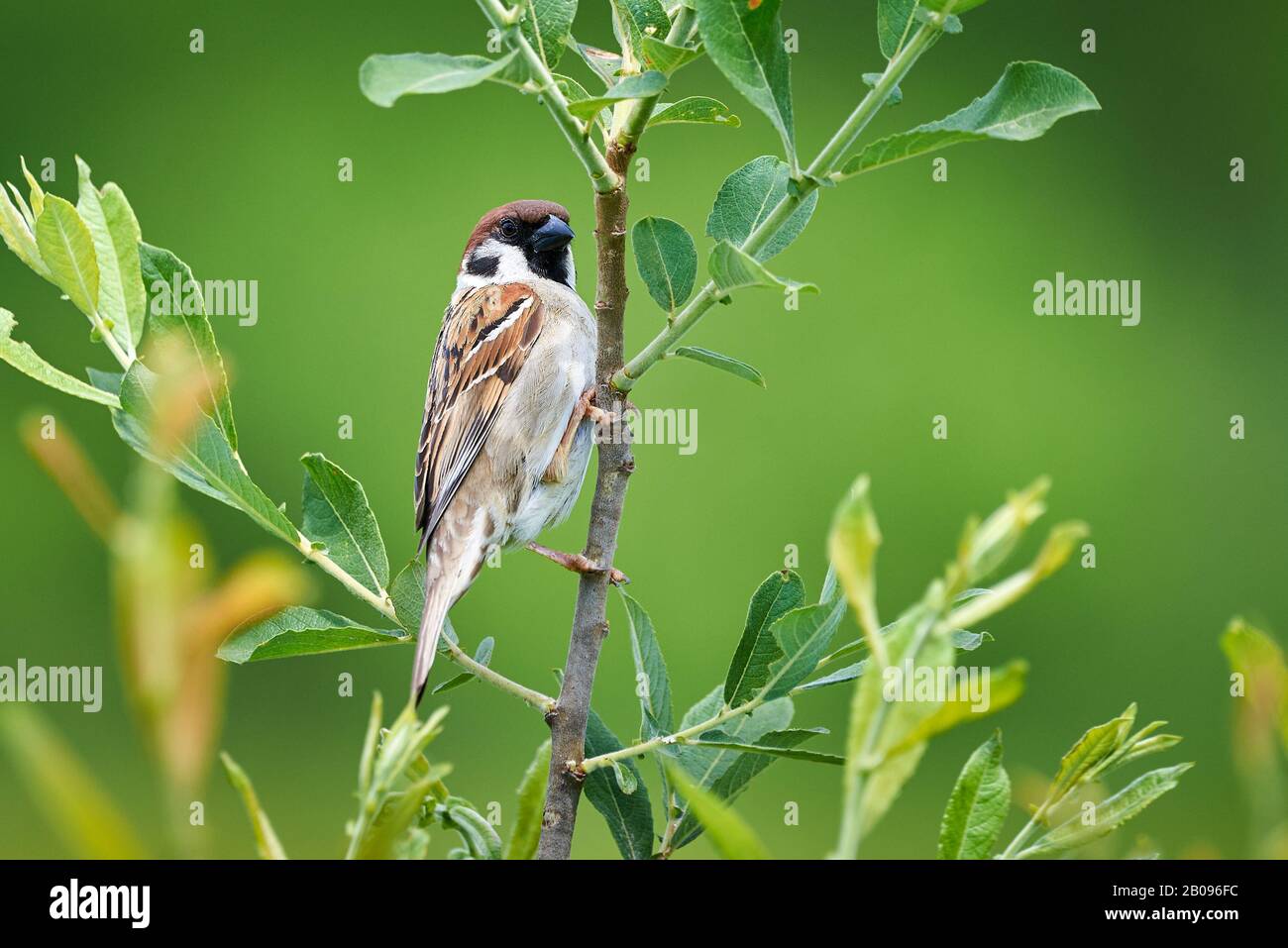 Eurasian tree sparrow (Passer montanus Stock Photo - Alamy