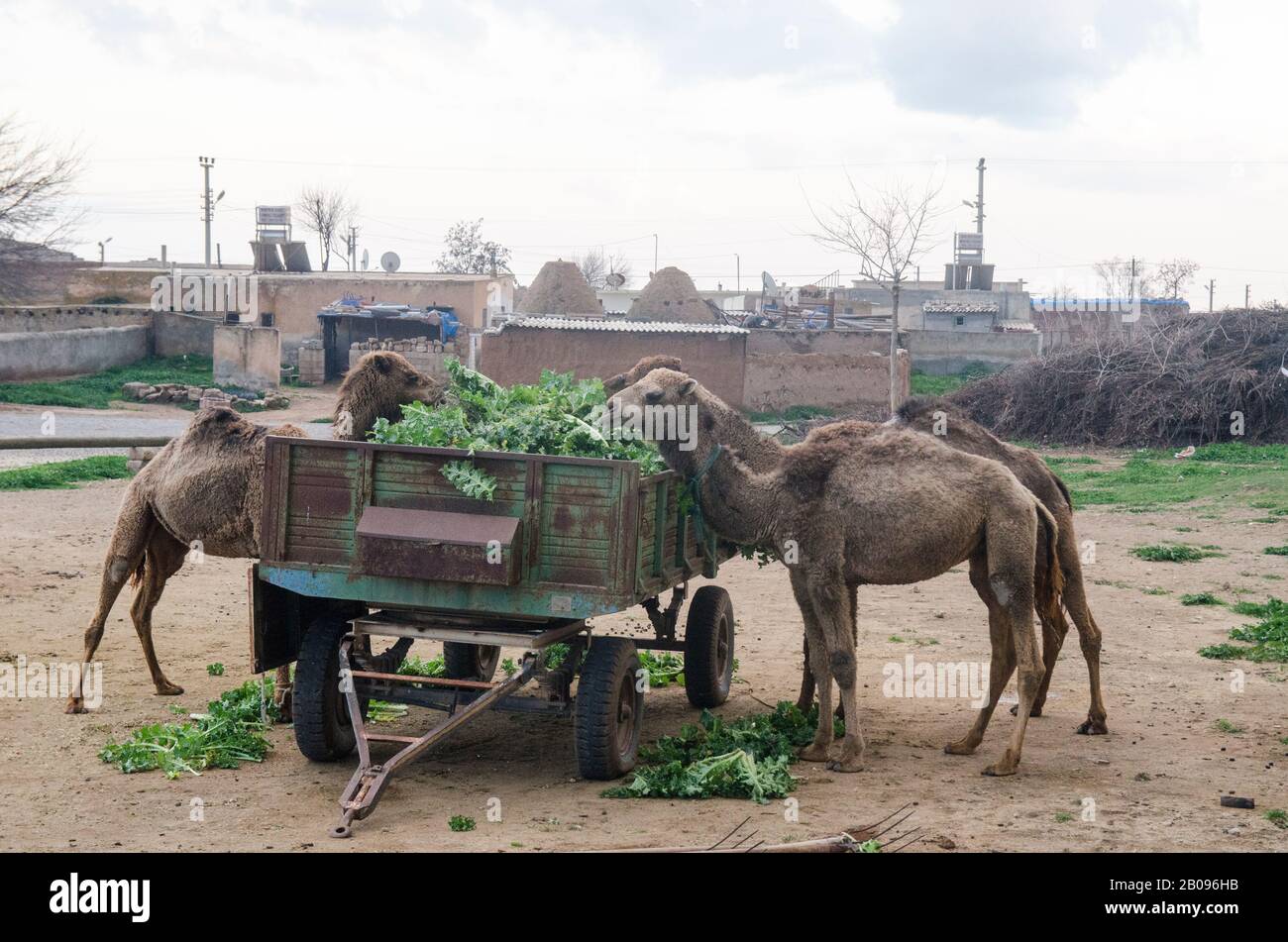 Camels eating hi-res stock photography and images - Alamy