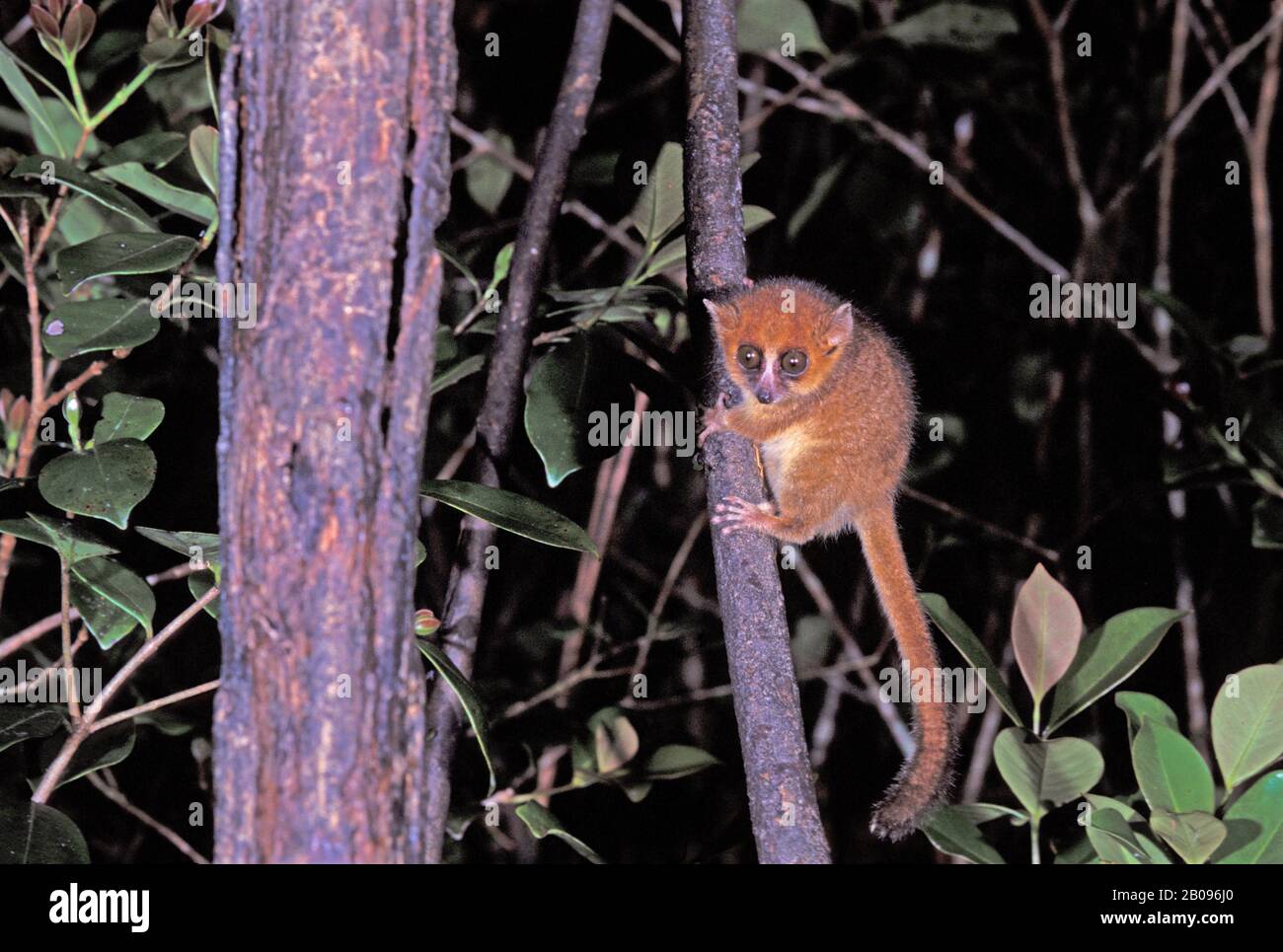 Np madagascar wildlife hi-res stock photography and images - Alamy