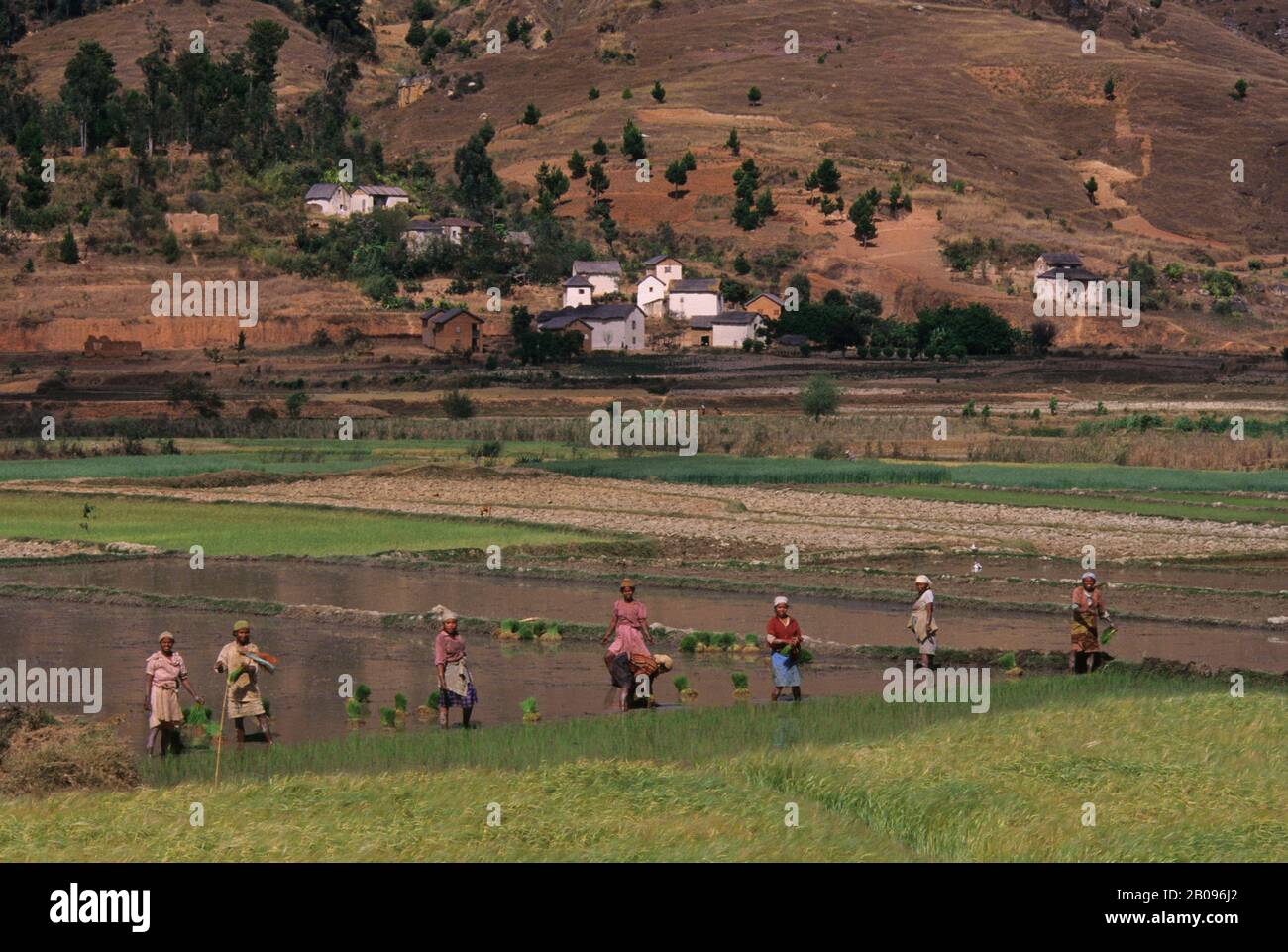 Women planting rice in a field near Antsirabe in Madagascar Stock Photo ...