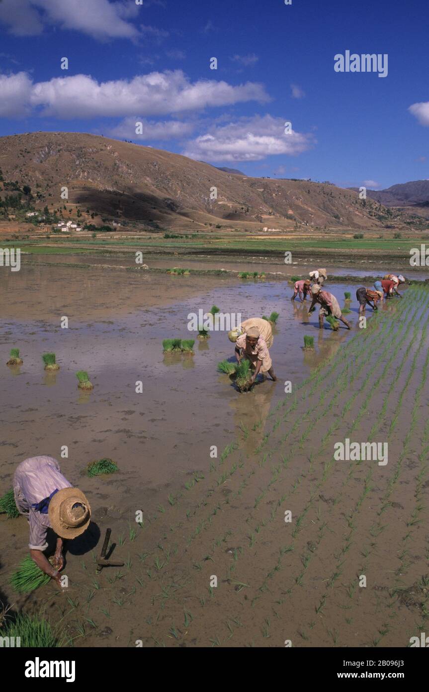 Women planting rice in a field near Antsirabe in Madagascar Stock Photo ...