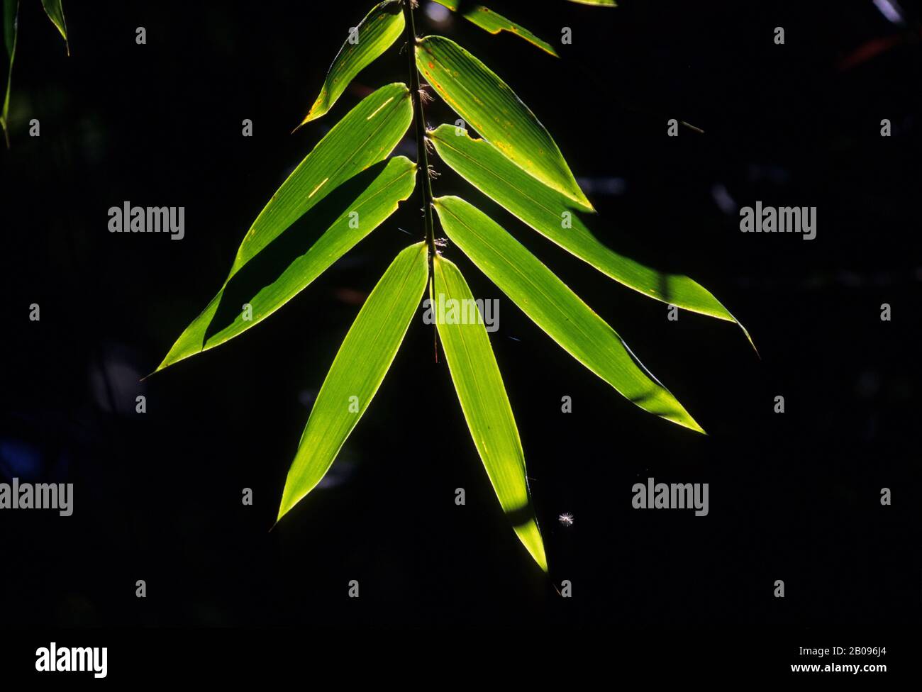MADAGASCAR, RANOMAFANA NATIONAL PARK, RAIN FOREST, BACKLIT BAMBOO Stock ...
