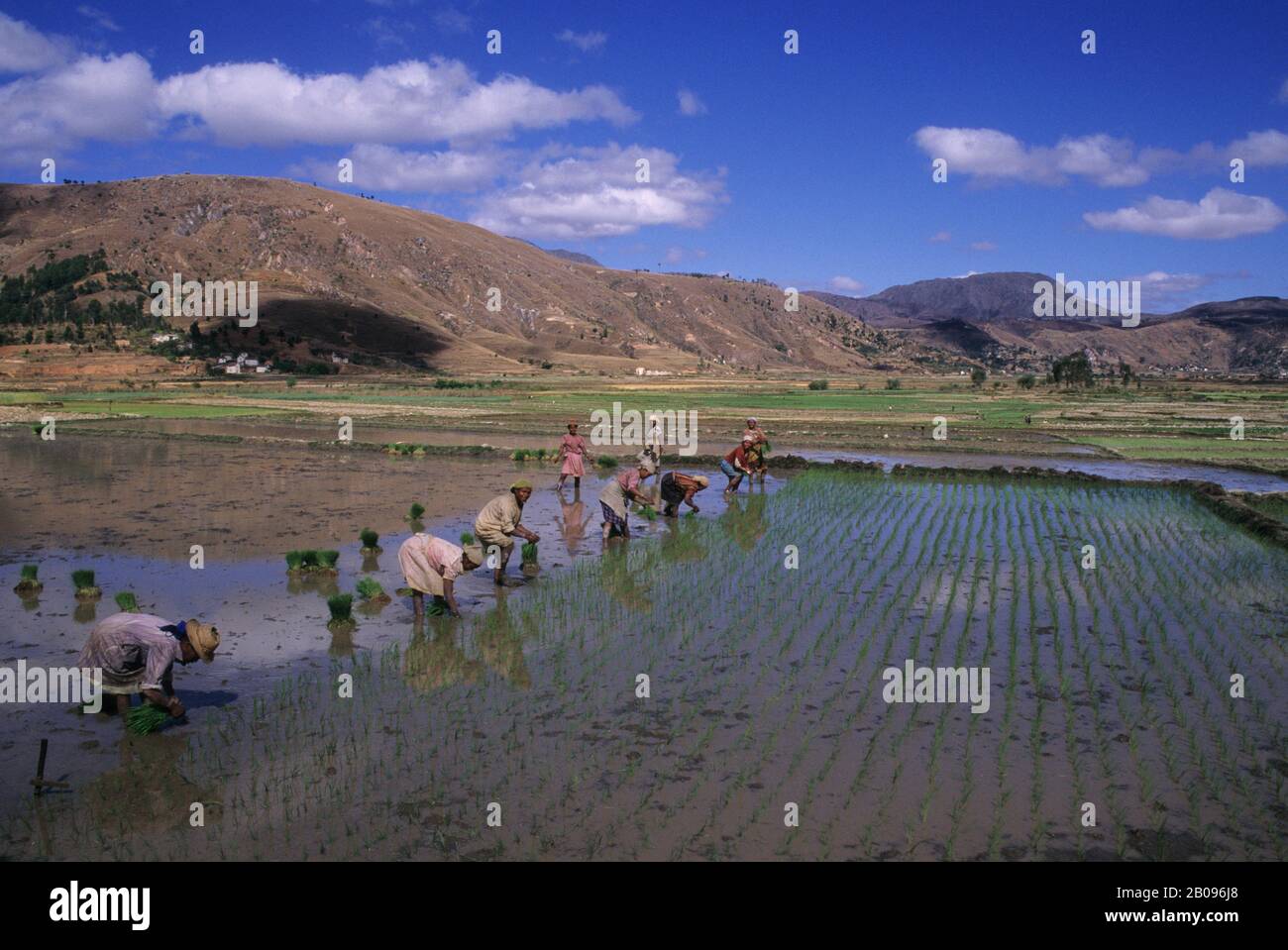 African rice farmers hi-res stock photography and images - Alamy