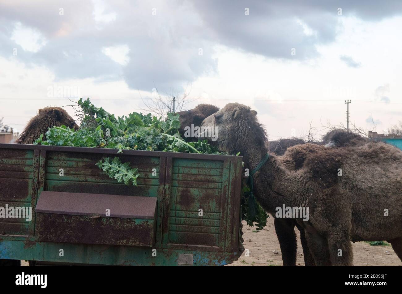 Camels eating Leaf Stock Photo - Alamy