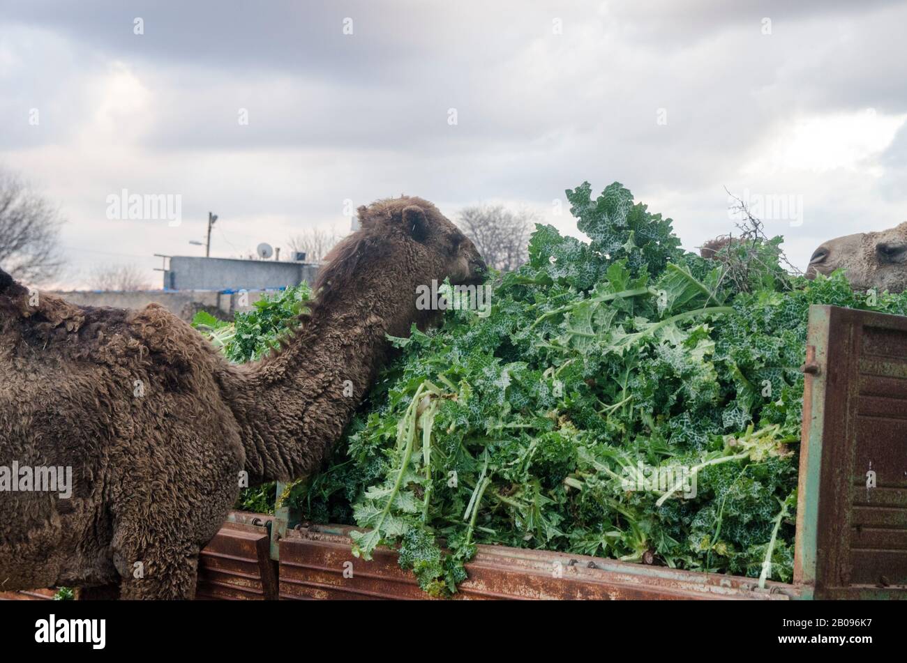 Camels eating hi-res stock photography and images - Alamy