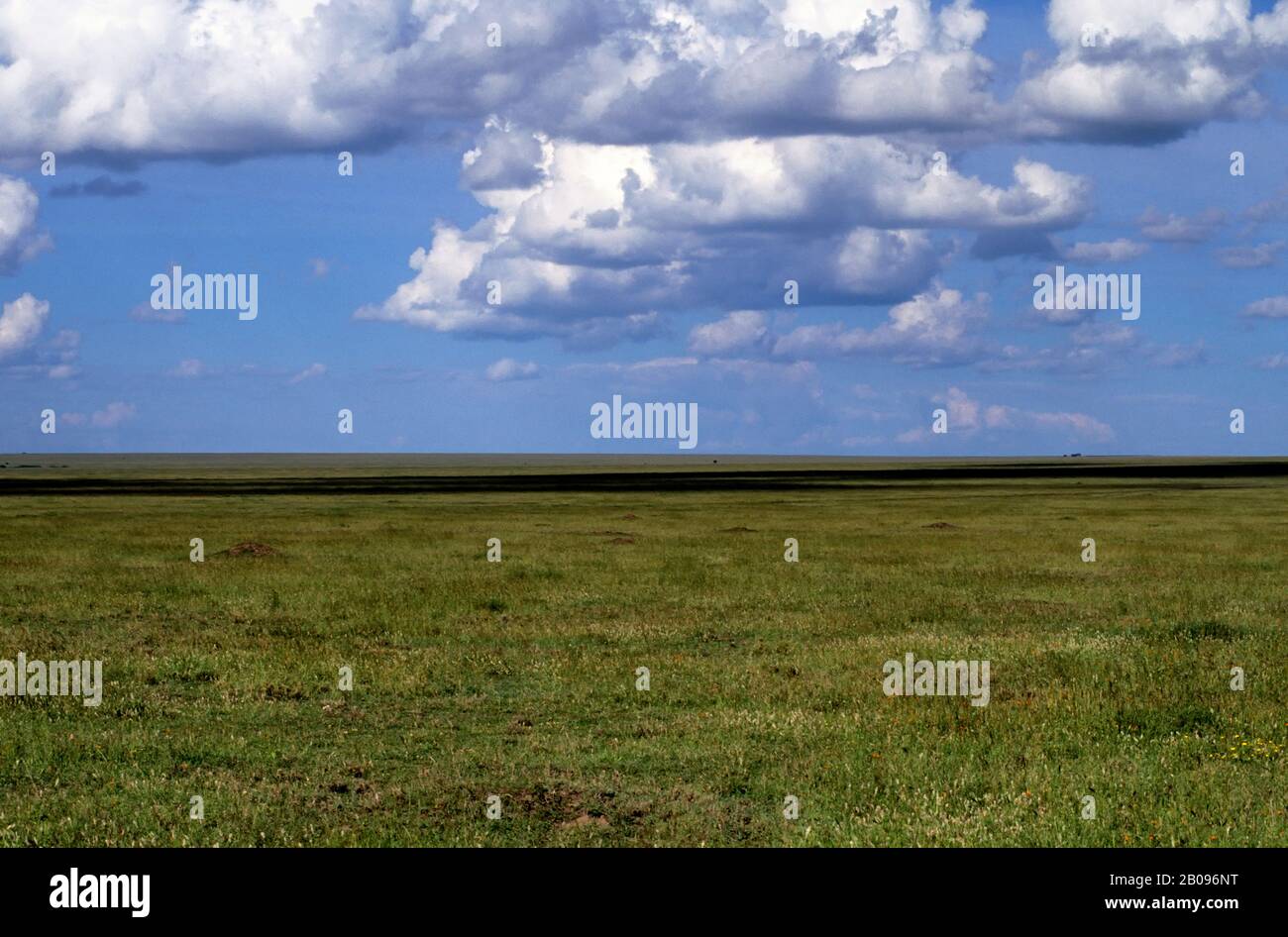 TANZANIA, SERENGETI, GRASS PLAIN Stock Photo - Alamy