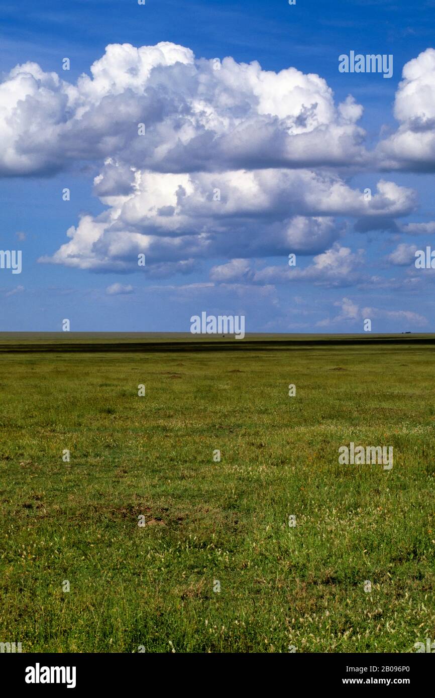 TANZANIA, SERENGETI, GRASS PLAIN Stock Photo - Alamy